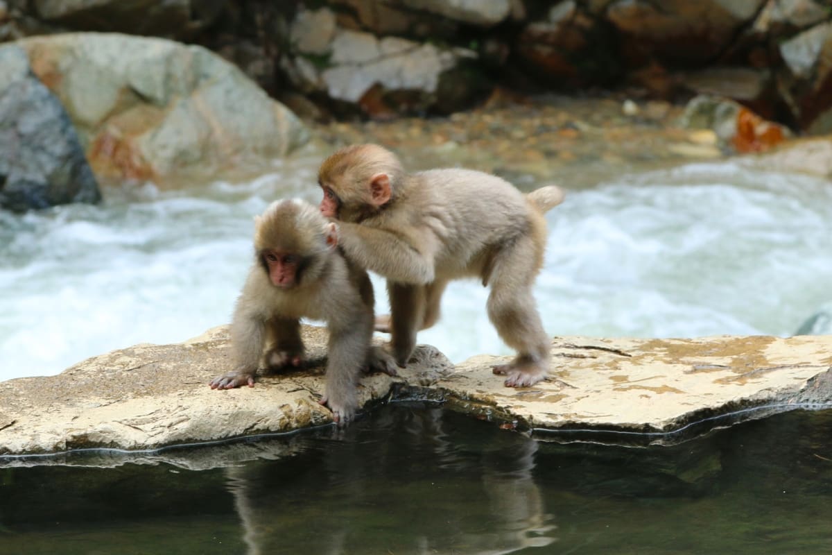 Japanese Snow Monkeys: A Unique Wildlife Encounter - Pretraveller