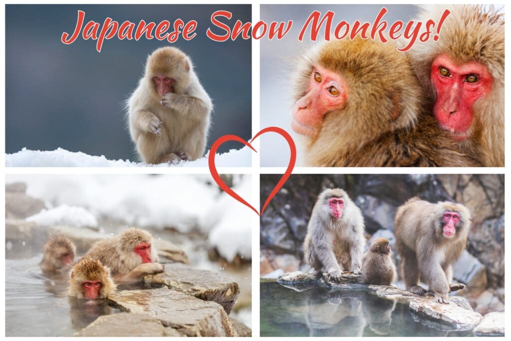 Japanese Snow Monkeys: A Unique Wildlife Encounter - Pretraveller