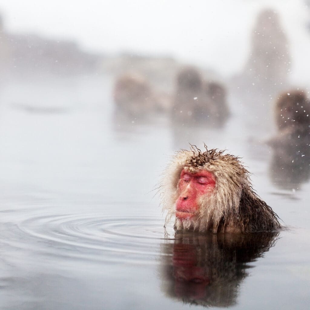 Japanese Snow Monkeys: A Unique Wildlife Encounter - Pretraveller